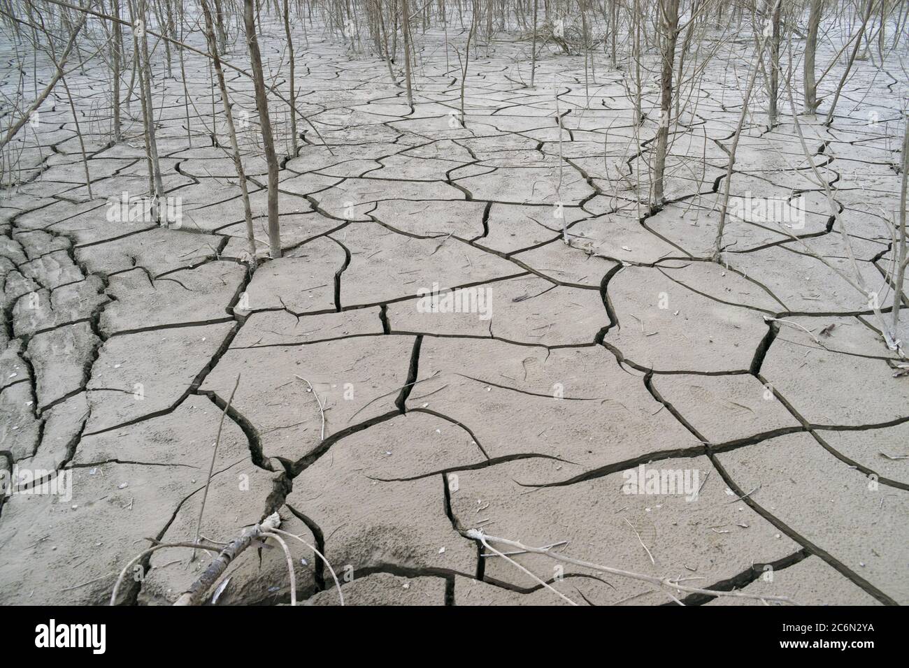 Completely dry natural area with cracks in the ground and dead trees ...