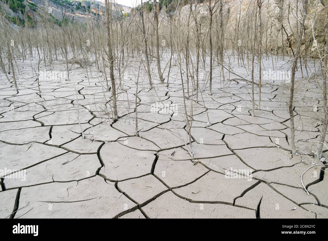 Completely dry natural area with cracks in the ground and dead trees ...
