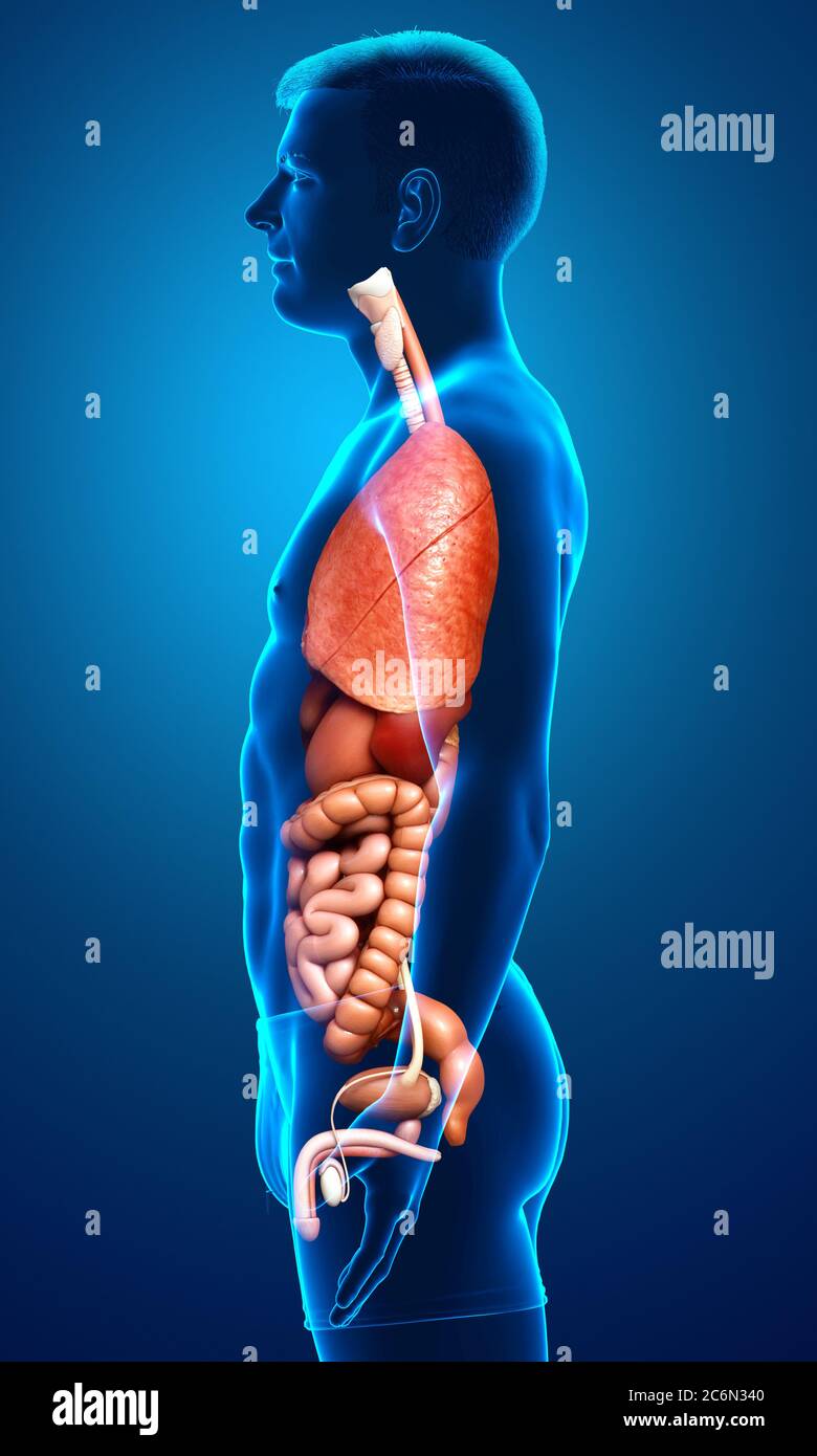 3d rendered medically accurate illustration of male Internal organs ...