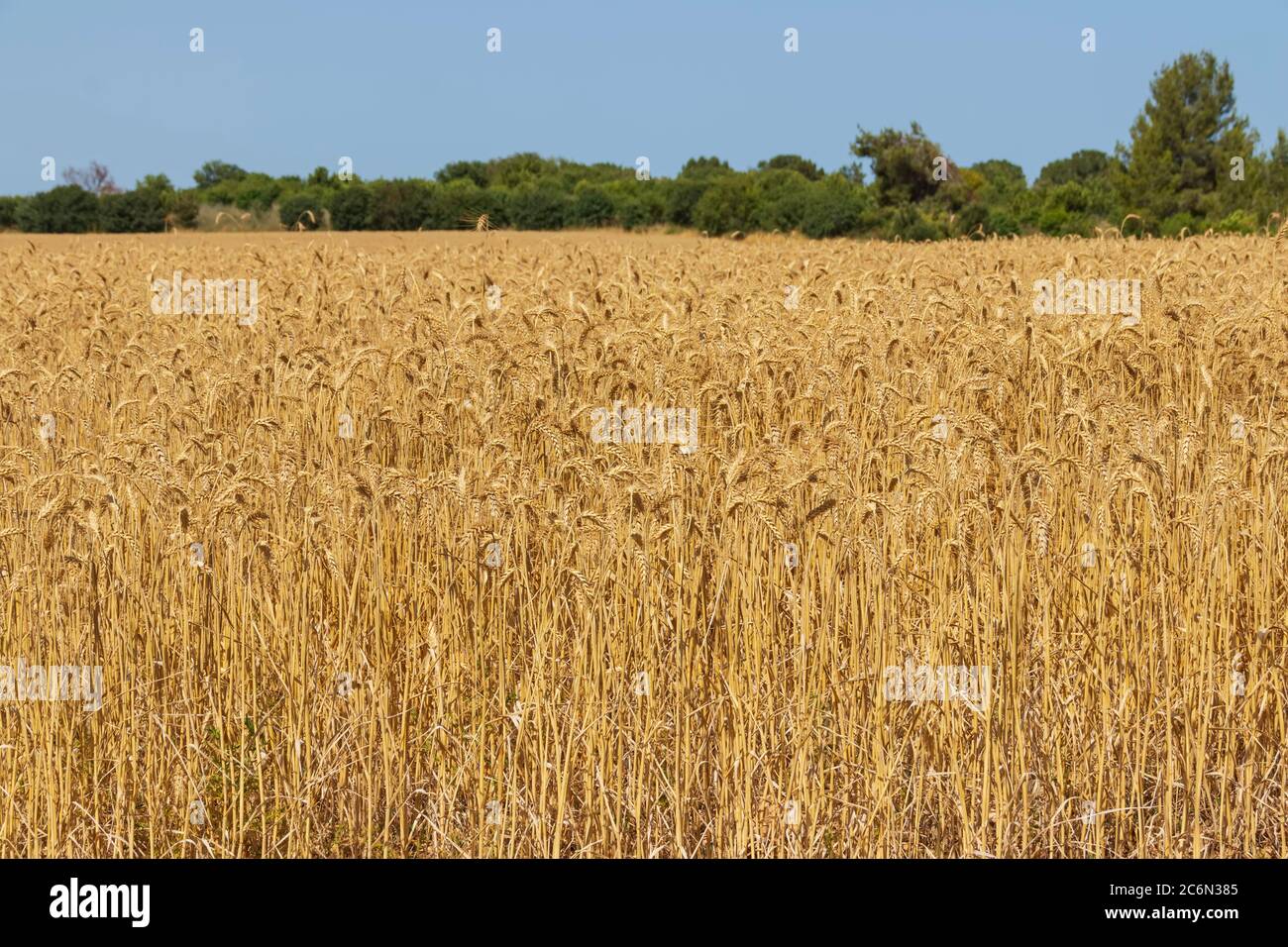 Beautiful golden field on hi-res stock photography and images - Alamy