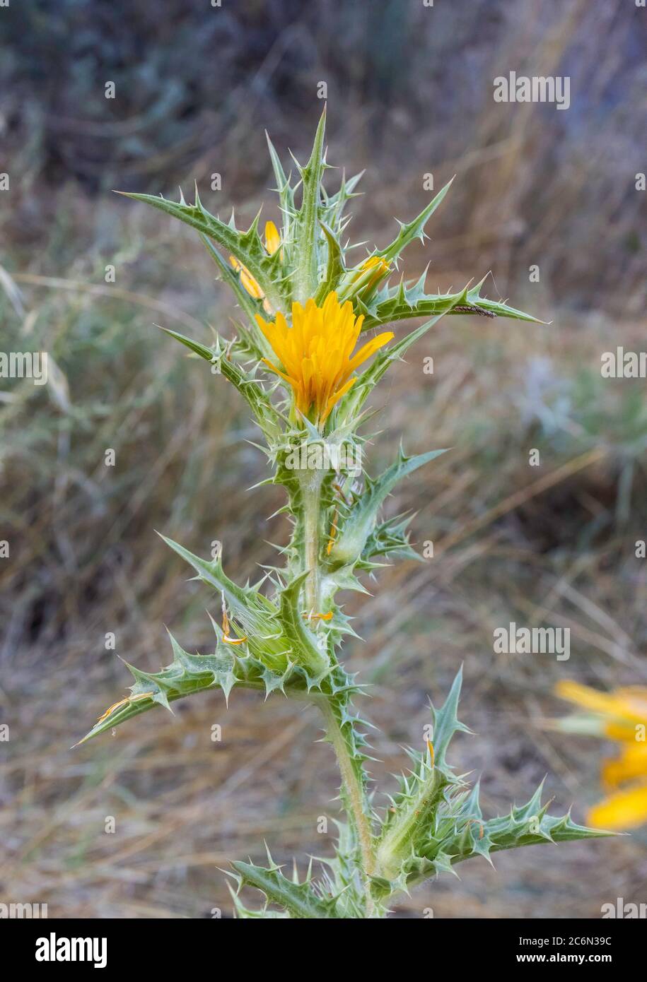 A Spanish Golden-thistle showing its yellow flowers and thorny leaves ...
