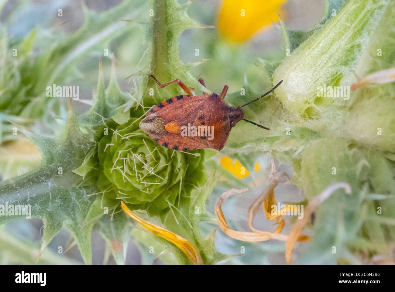 Bug pentatomidae insect thistle animal hi-res stock photography and ...