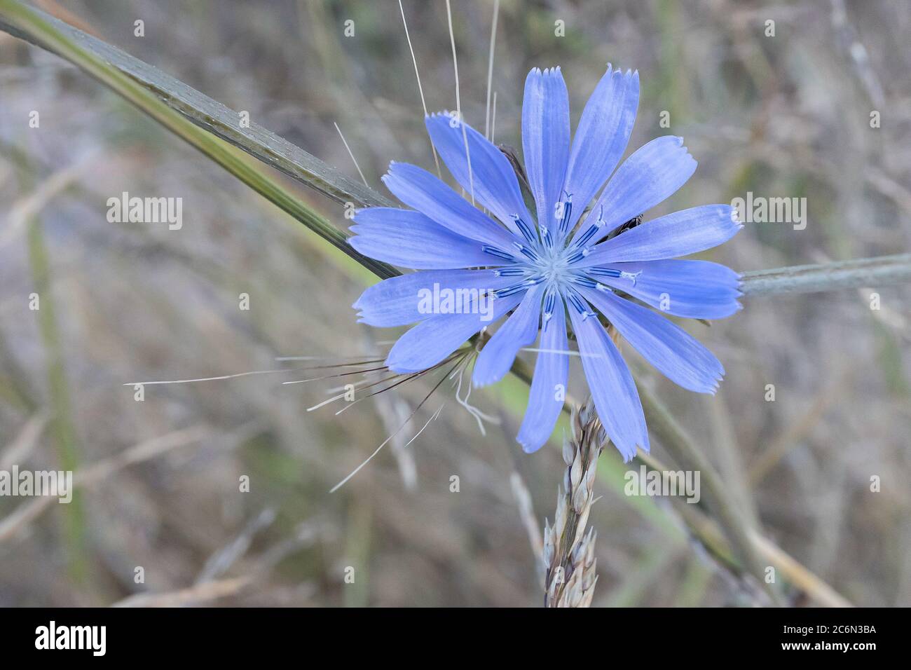 A light blue Dwarf Chicory flower in full bloom in the Judea mountains ...