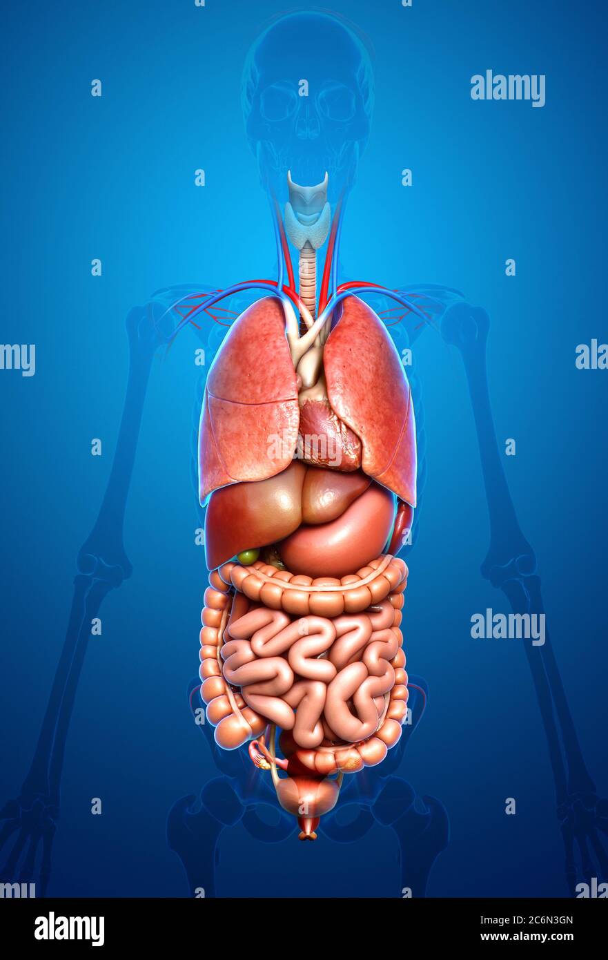 3d rendered medically accurate illustration of Internal organs Stock ...