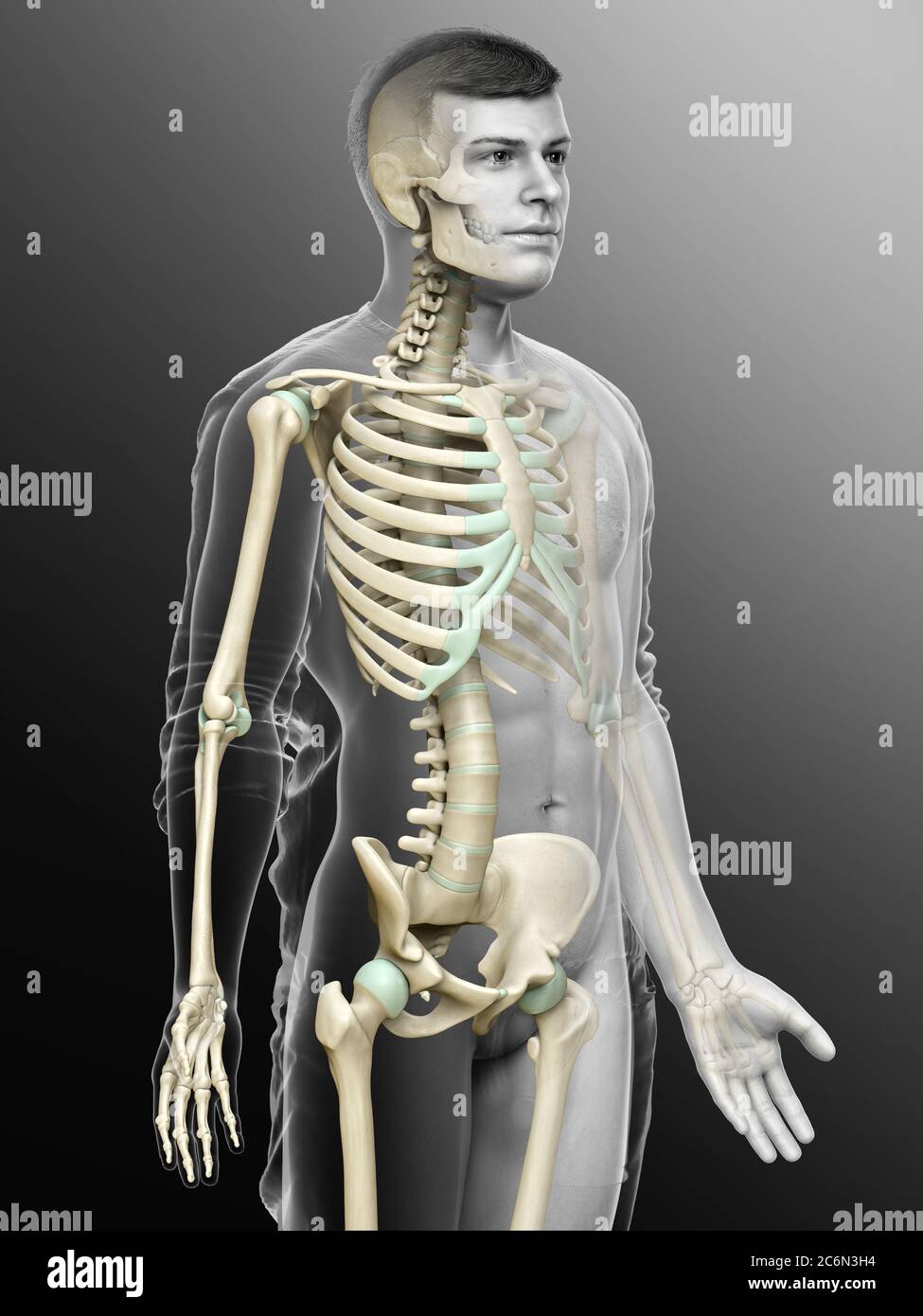 3d rendered, medically accurate illustration of a male skeleton system ...