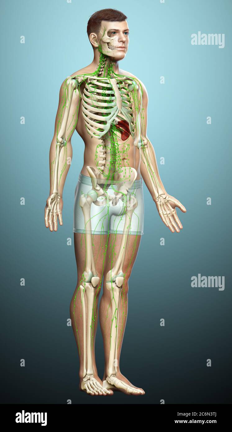 3d rendered medically accurate illustration of a male lymphatic system ...
