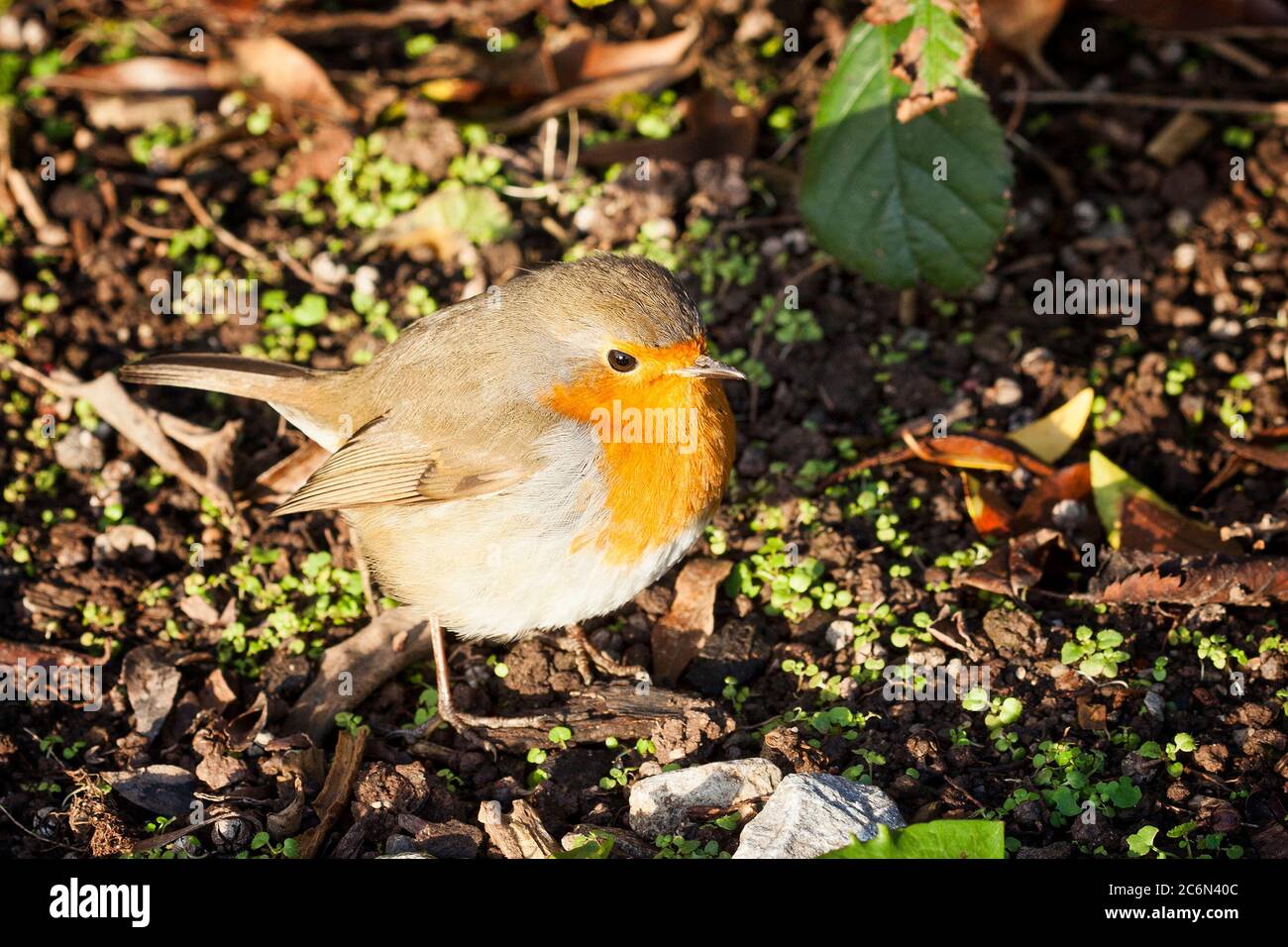 Robin redbreast ( Erithacus rubecula) song bird on the ground Stock ...