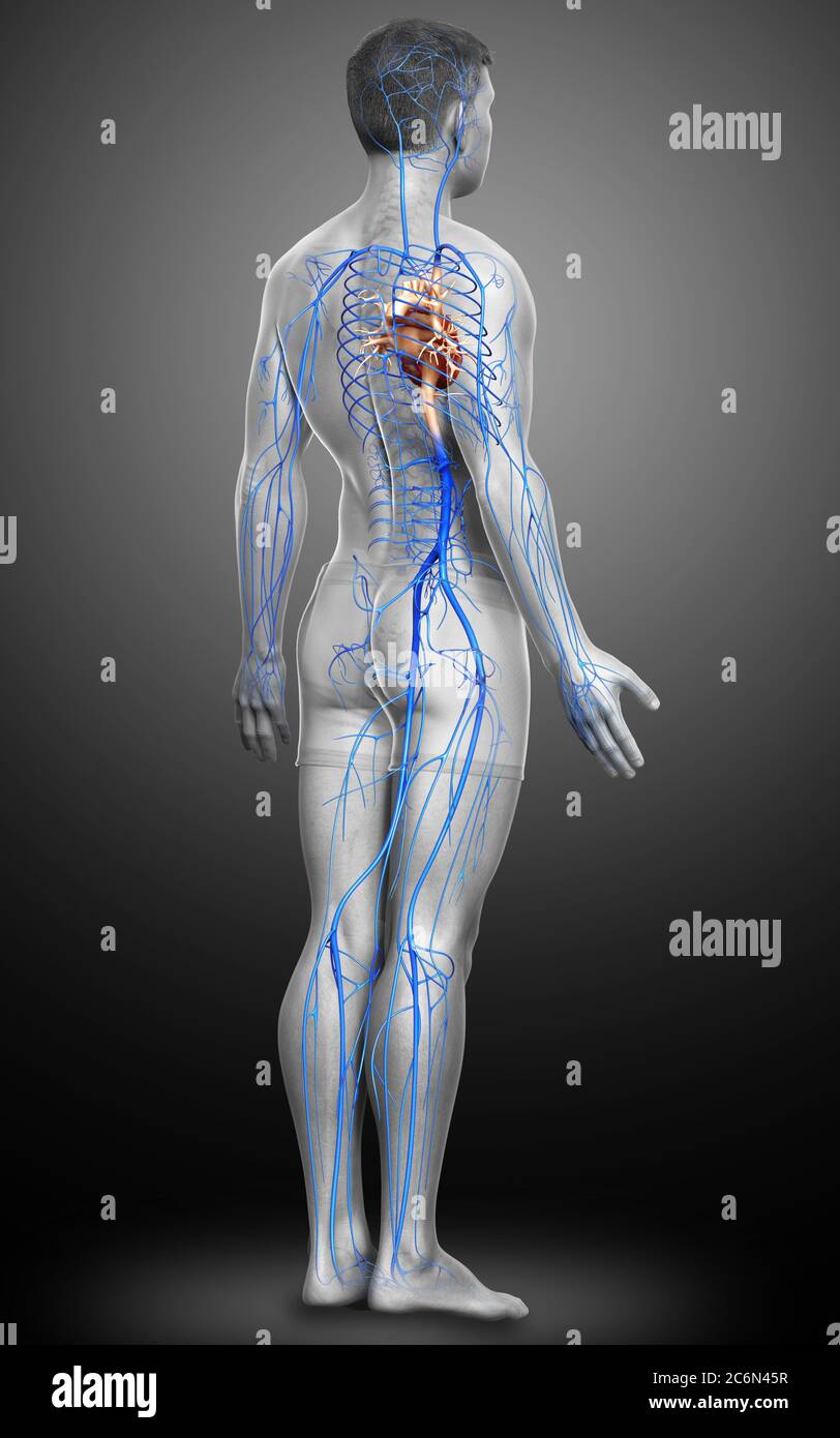 3d rendered medically accurate illustration of a male Veins anatomy ...