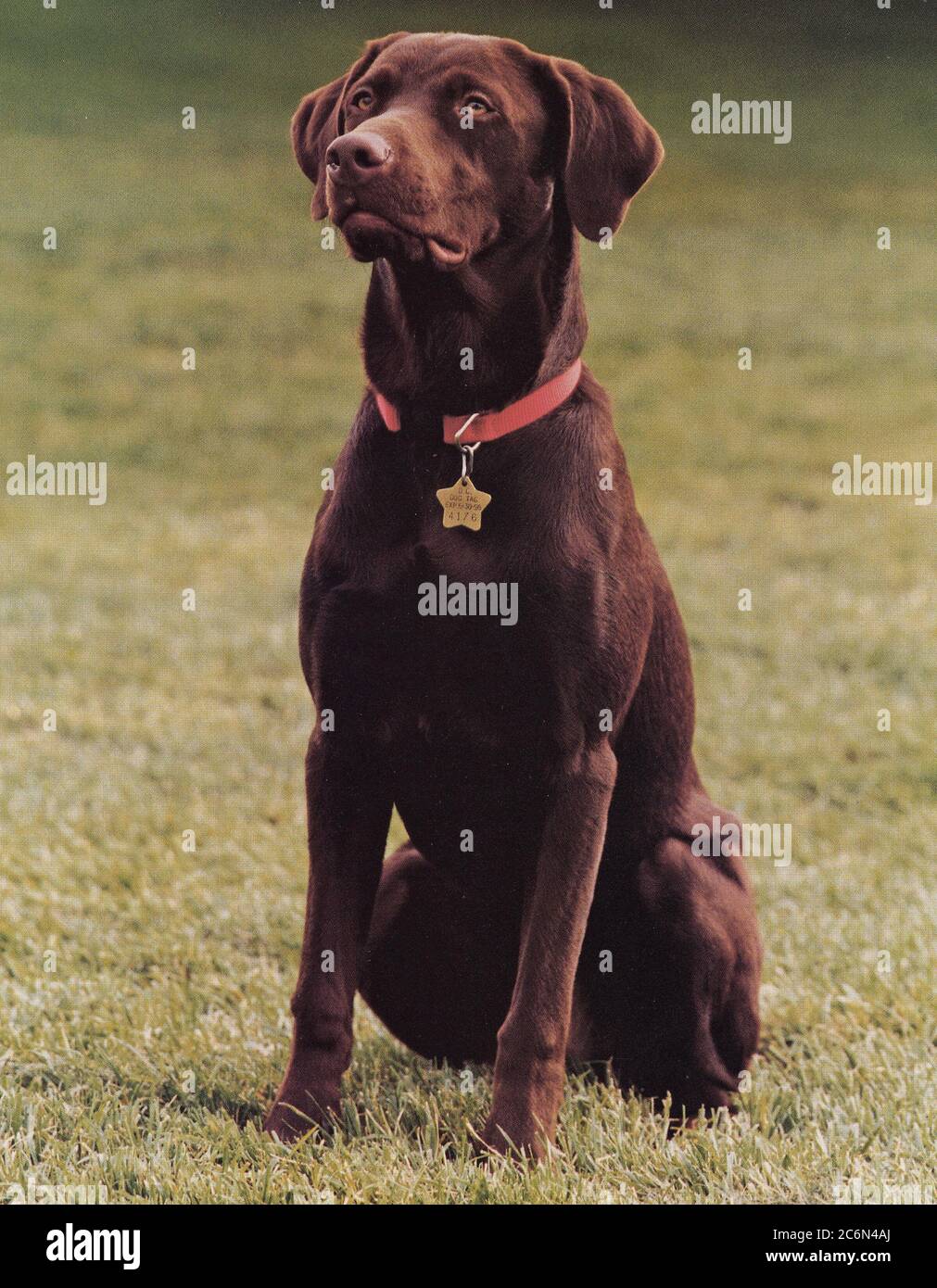 4/22/1998 - Official Portrait of Buddy the Dog Stock Photo - Alamy