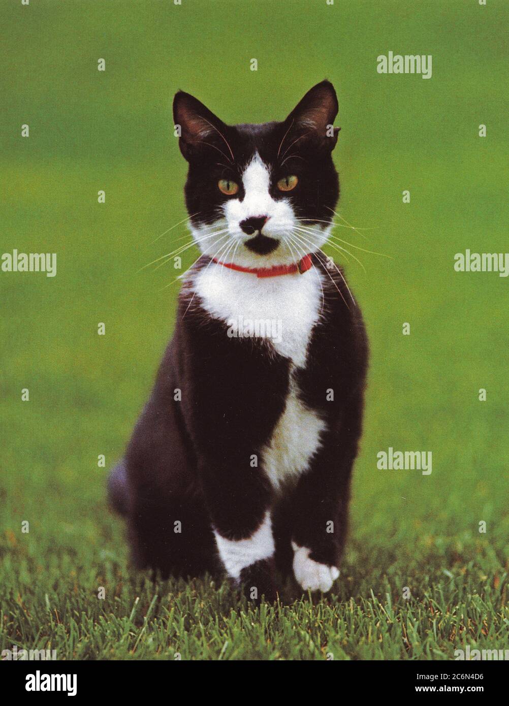 Bill clinton cat hi-res stock photography and images - Alamy