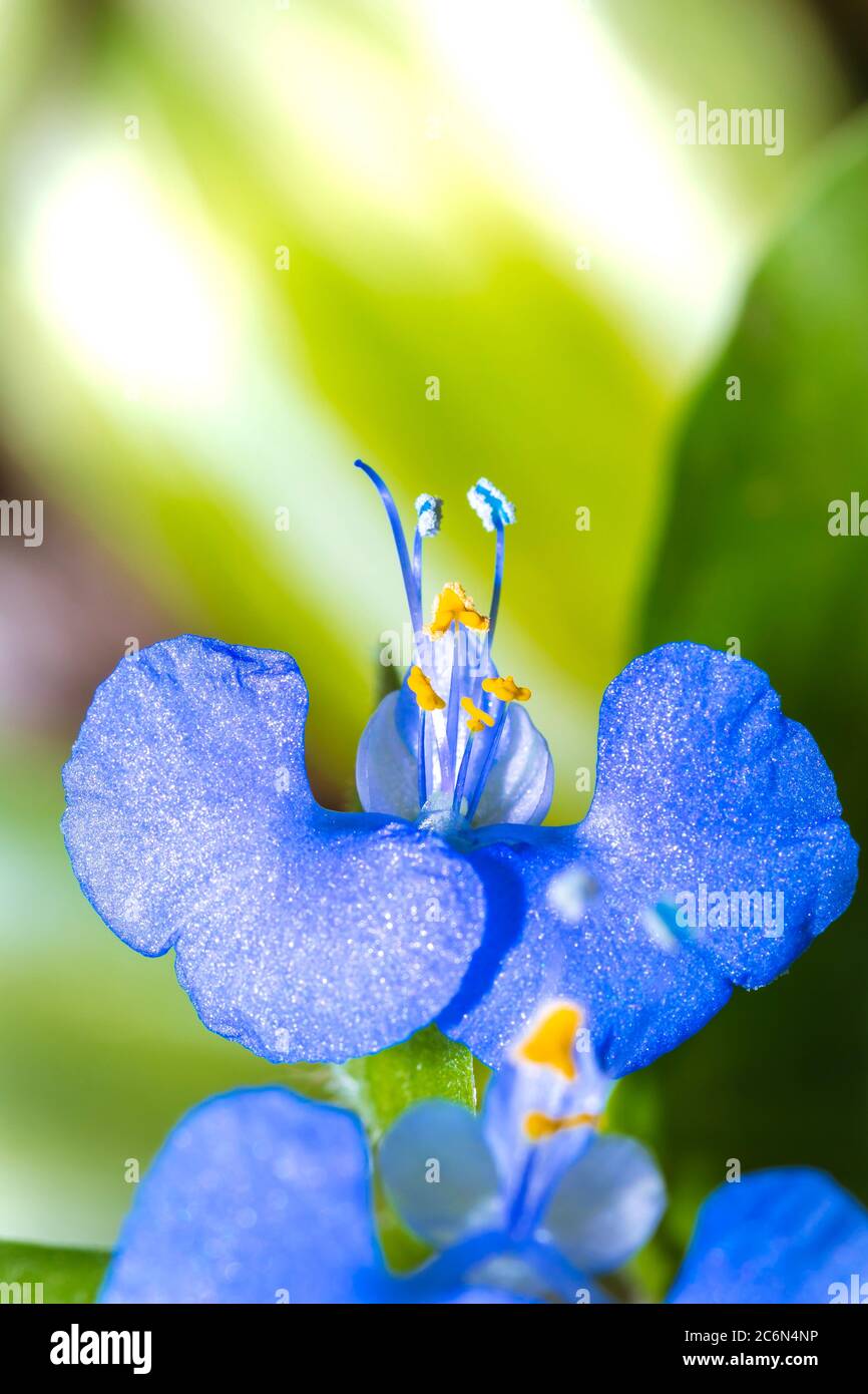 Purple wild flower growing during spring, Cape Town, South Africa Stock ...