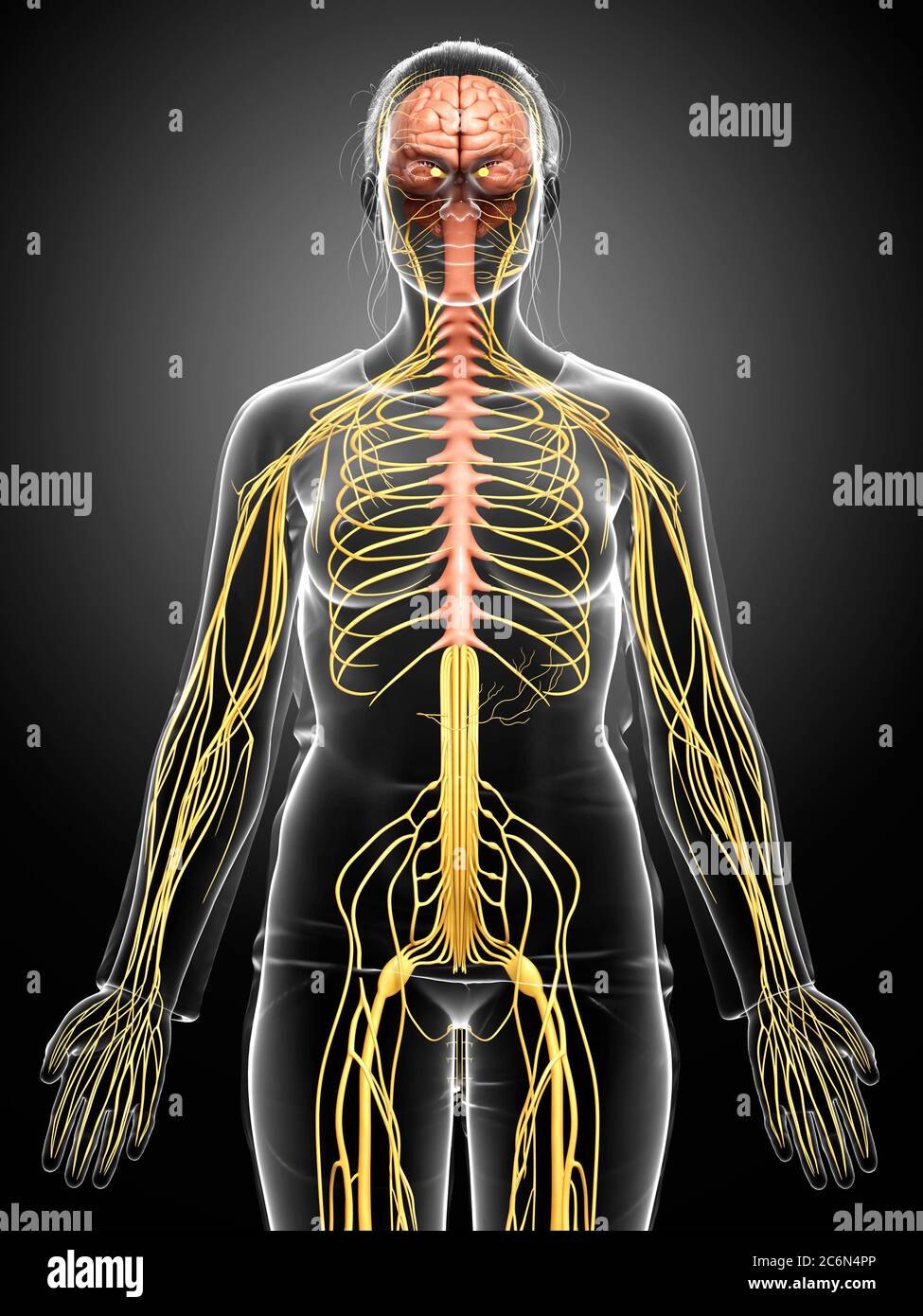 3d rendered medically accurate illustration of a female nervous system ...