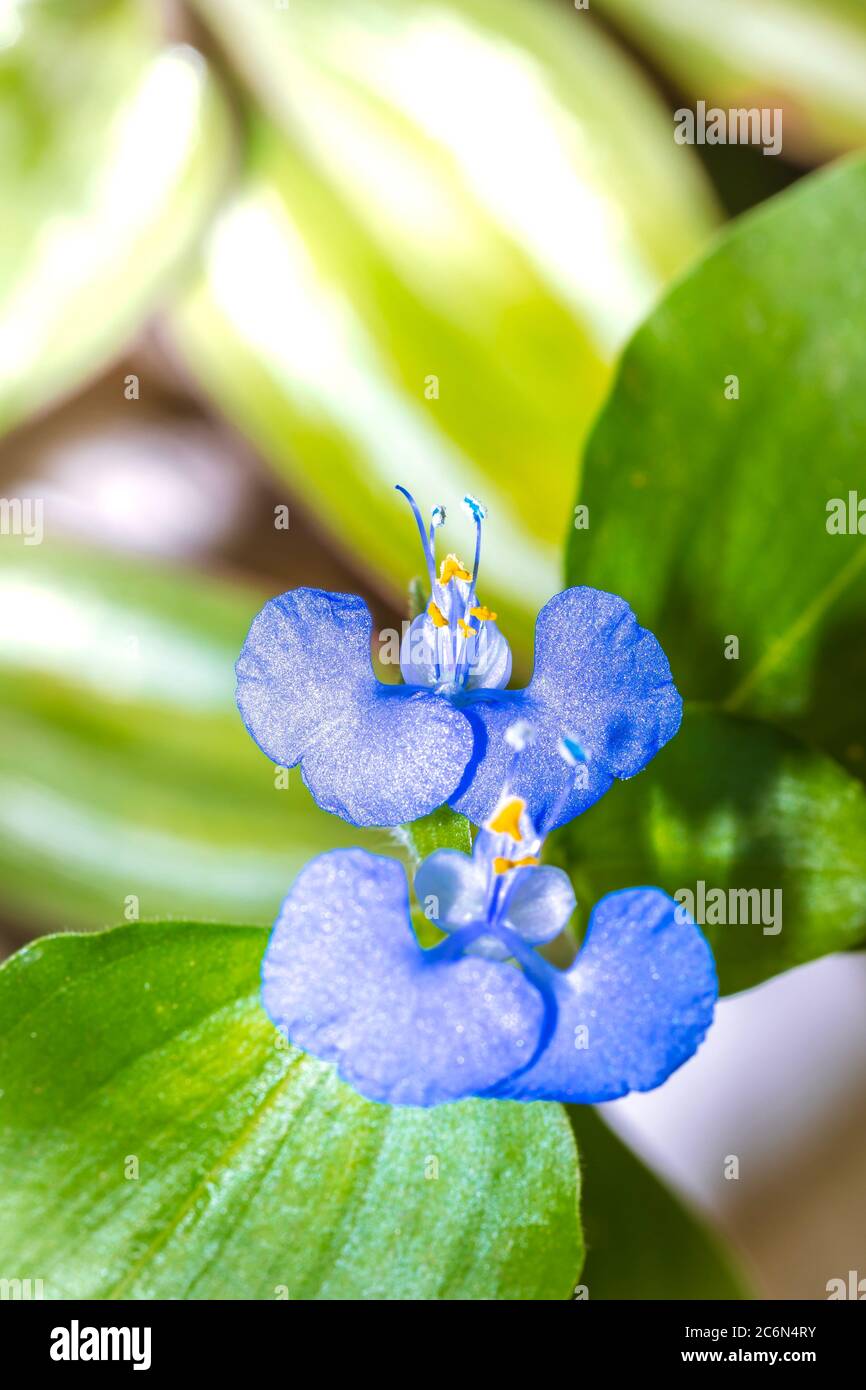 Purple wild flower growing during spring, Cape Town, South Africa Stock ...