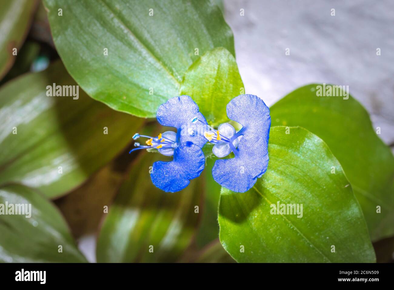 Purple wild flower growing during spring, Cape Town, South Africa Stock ...