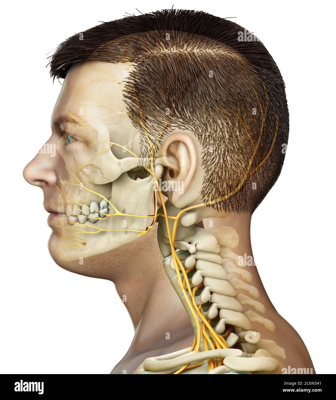 3d rendered medically accurate illustration of male head nervous system ...