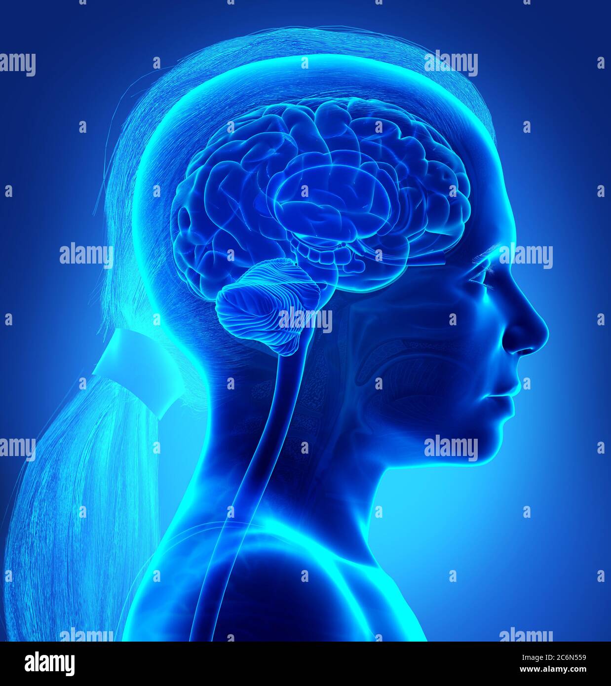 3d rendering medical illustration of young girl brain x-ray anatomy ...