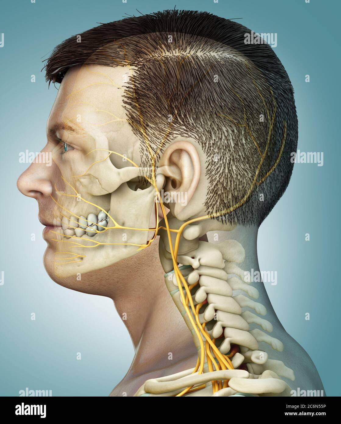 3d rendered medically accurate illustration of male head nervous system ...