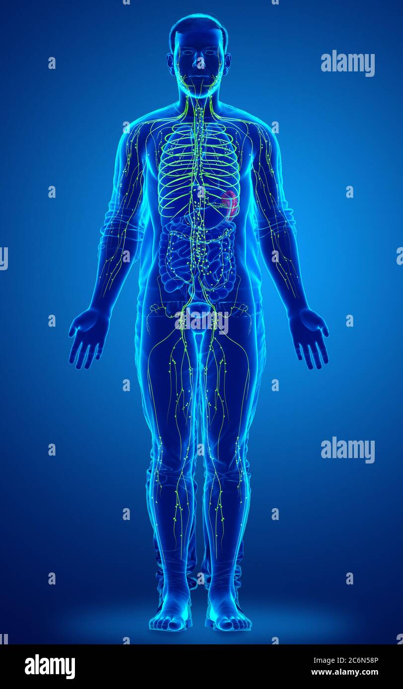 3d rendered medically accurate illustration of a male lymphatic system ...