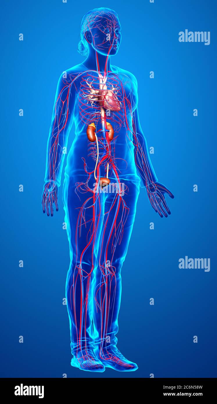 3d rendered, medically accurate illustration of the female kidneys and ...