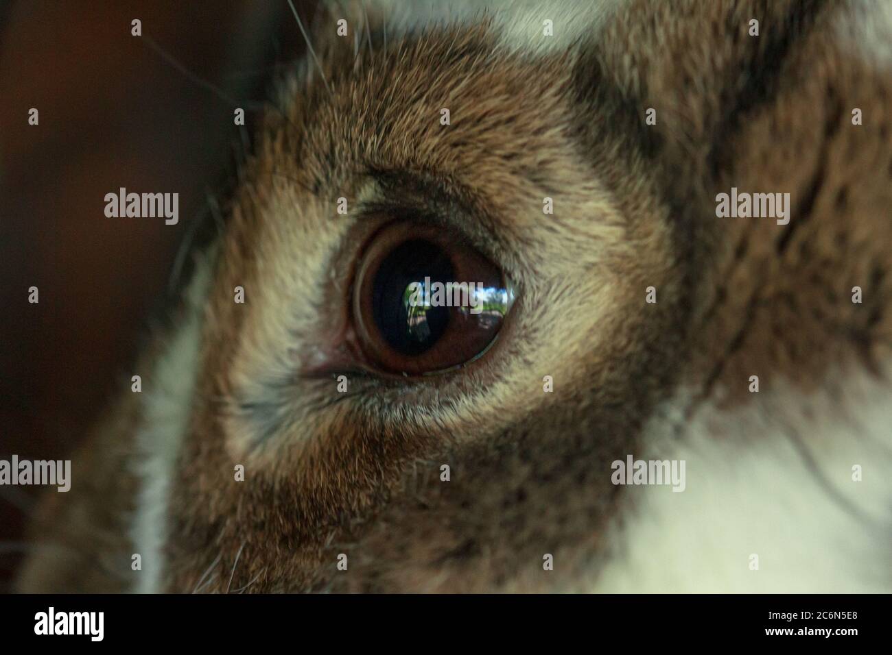 Rabbit hutch homes hi-res stock photography and images - Alamy