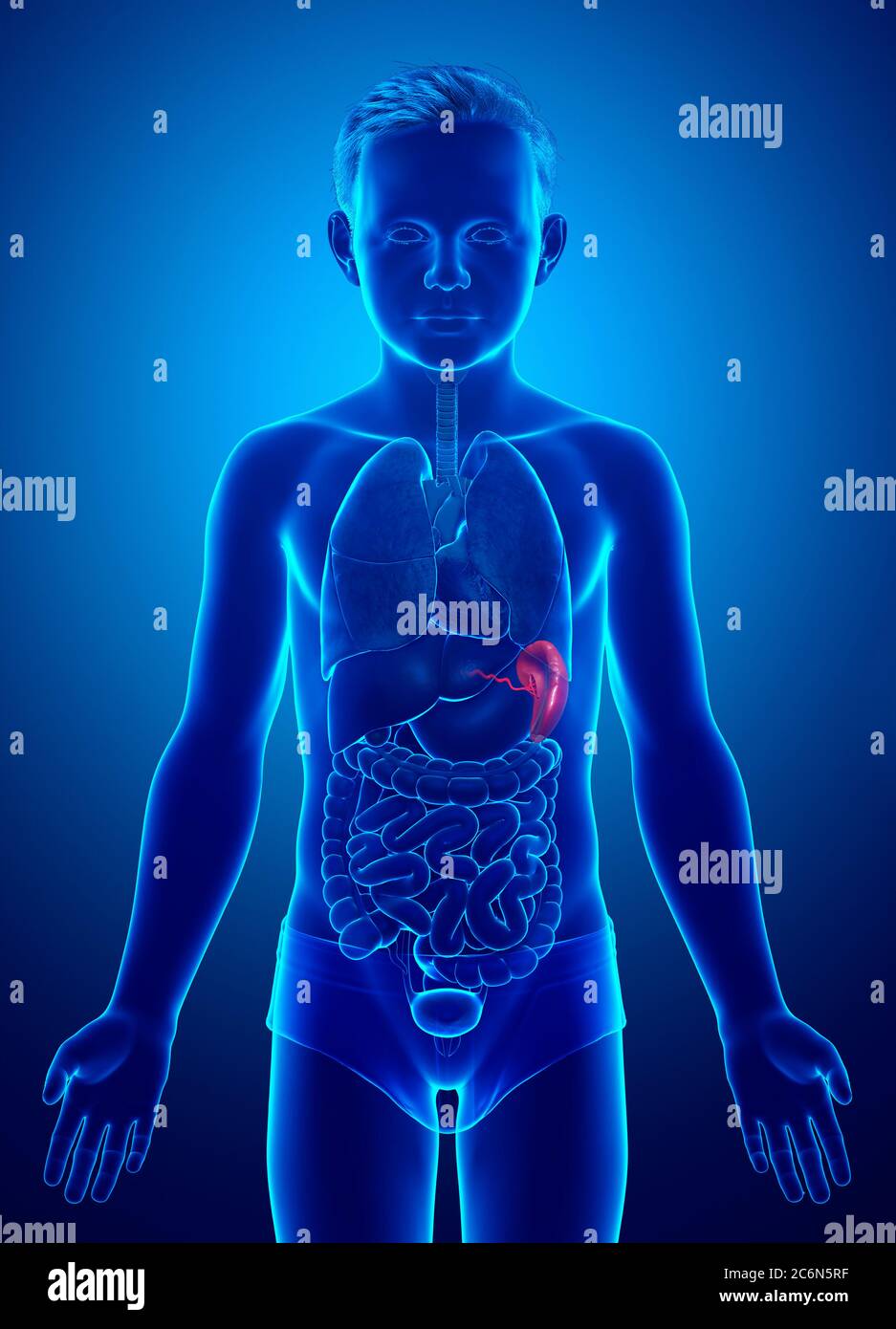 3d rendered, medically accurate illustration of a young boy Spleen ...