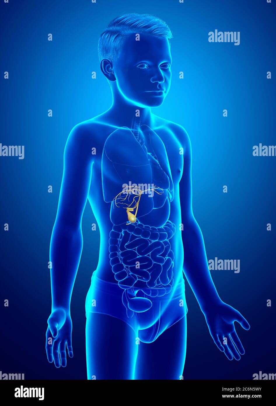 3d rendered medically accurate illustration of young boy Organs ...