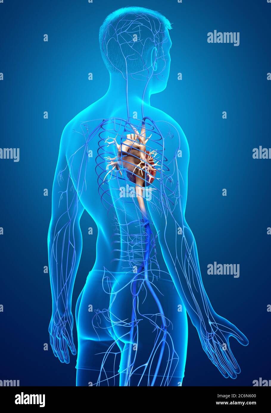 3d rendered medically accurate illustration of a male Veins anatomy ...