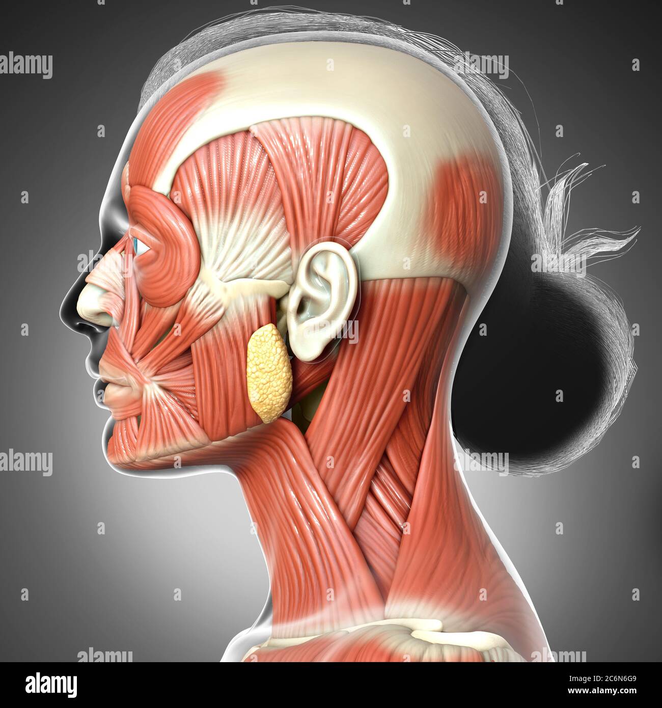 3d rendering medical illustration of Female head anatomy for education ...