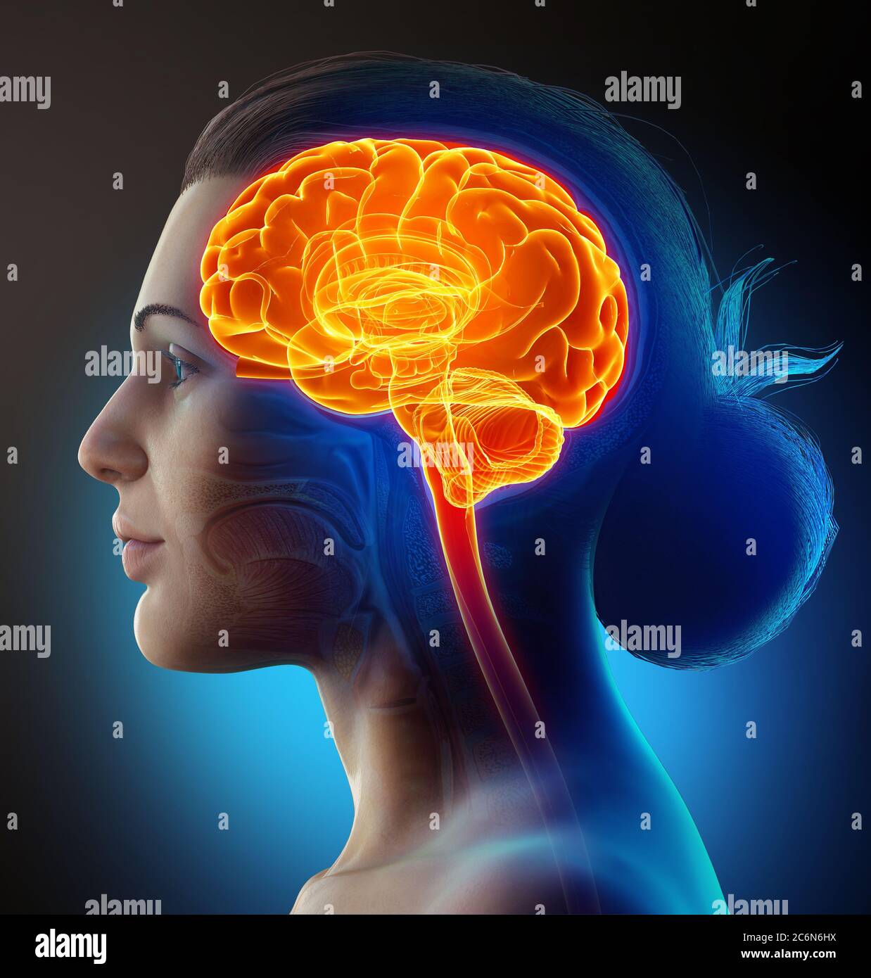 3d rendered, medically accurate illustration of a female highlighted ...