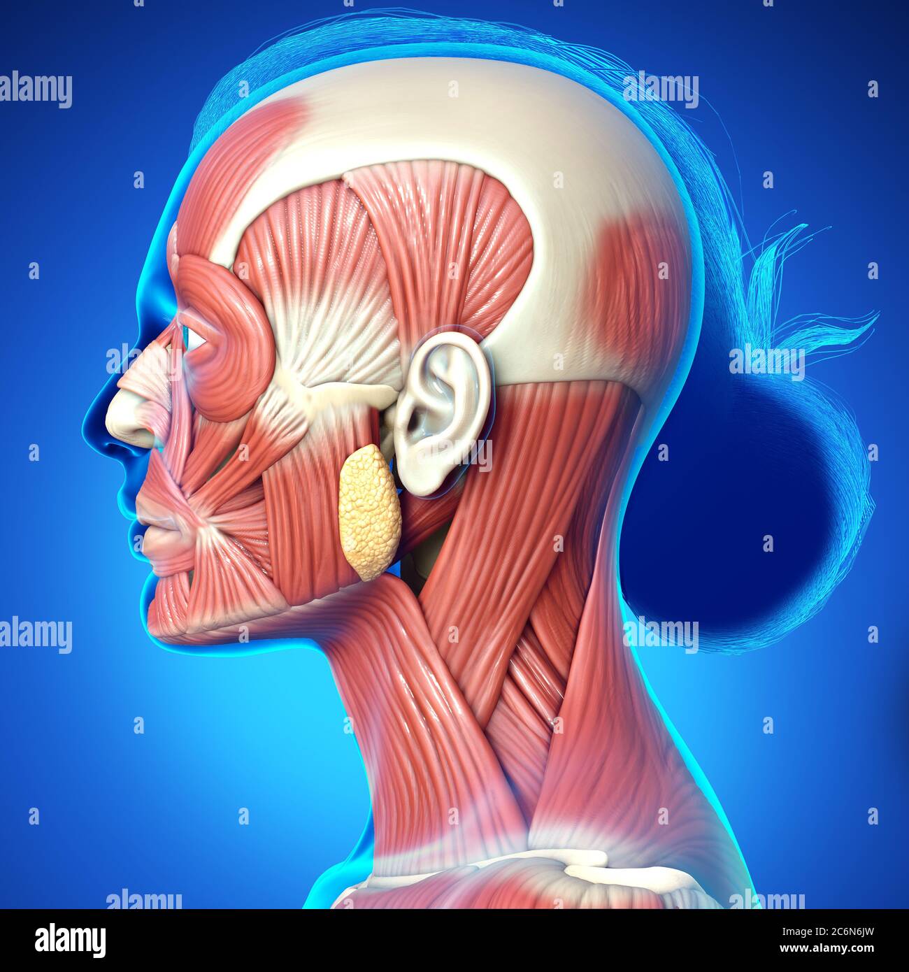 3d rendering medical illustration of Female head anatomy for education ...