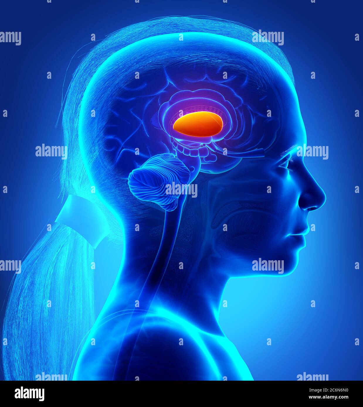 3d rendered medically accurate illustration of young girl brains ...