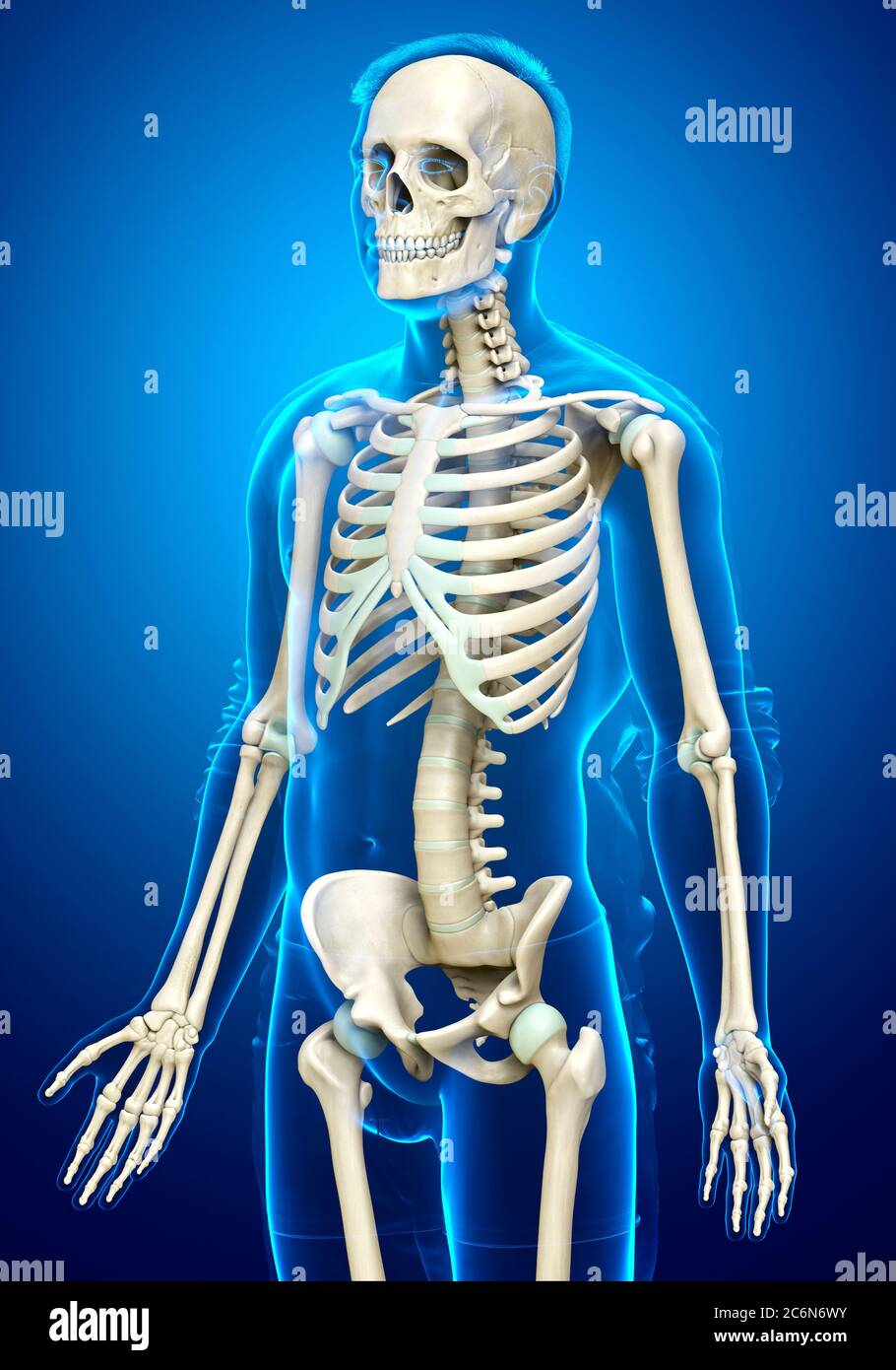 3d rendered, medically accurate illustration of a male skeleton system ...