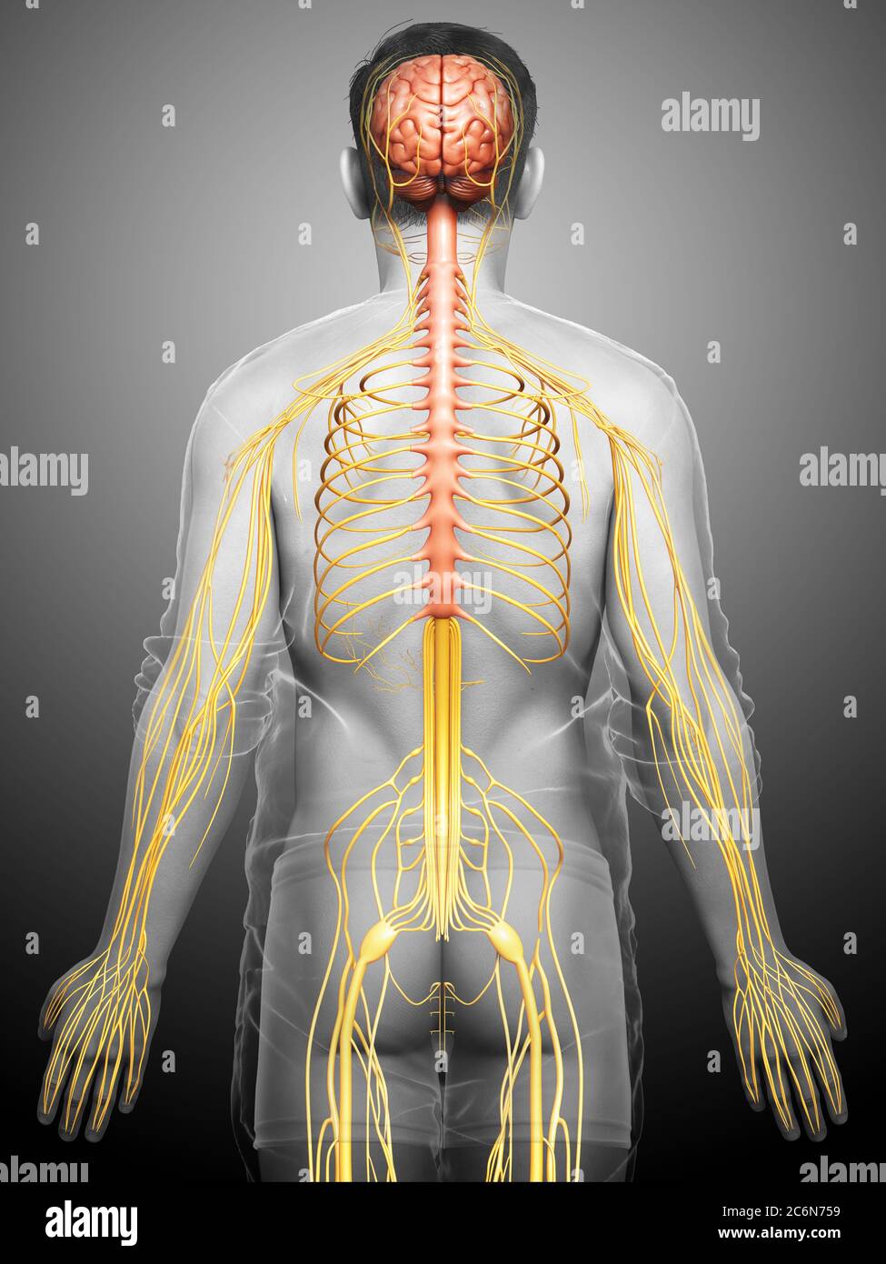 3d rendered medically accurate illustration of a male nervous system ...