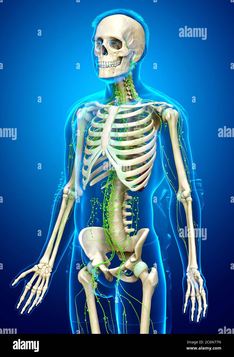 3d rendered medically accurate illustration of a male lymphatic system ...