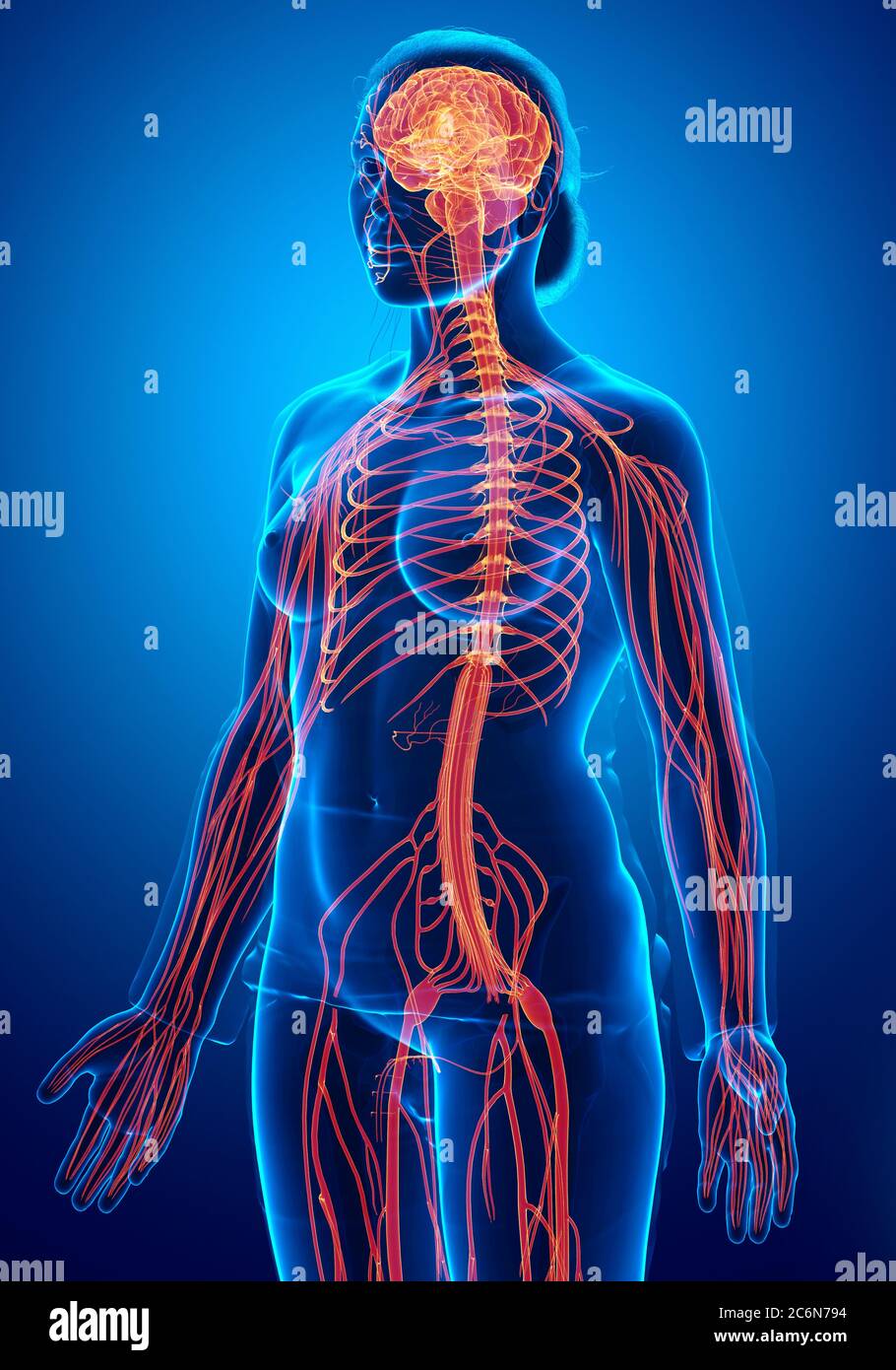 3d rendered medically accurate illustration of a female nervous system ...