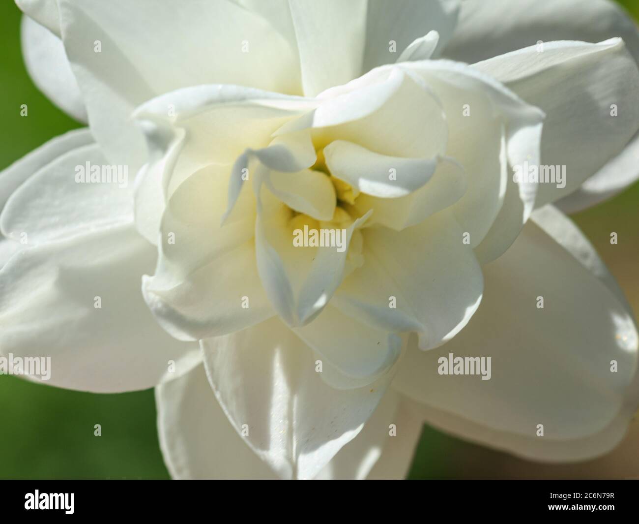 White color spring flower daffodil plant close up full framed photo ...