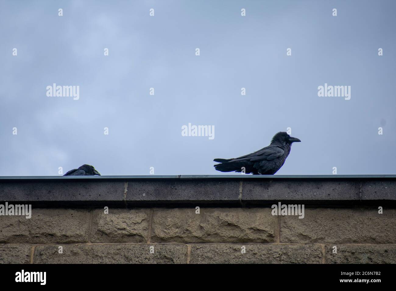 Crow in berlin hi-res stock photography and images - Alamy