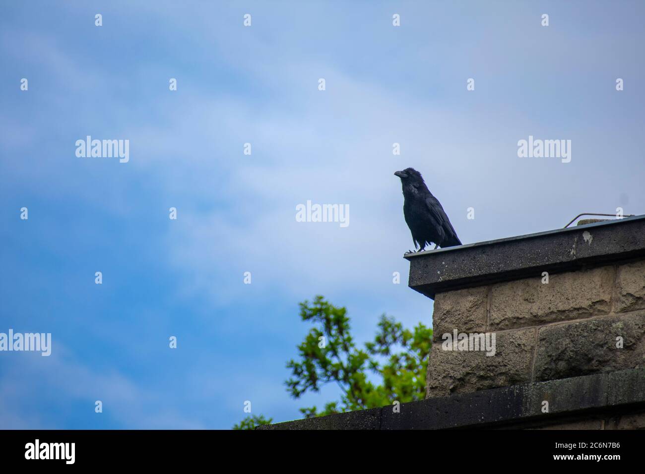 Crow in berlin hi-res stock photography and images - Alamy