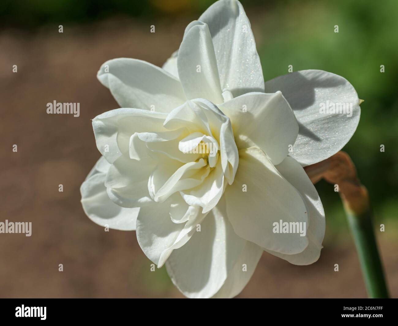 White color spring flower daffodil plant close up full framed photo ...