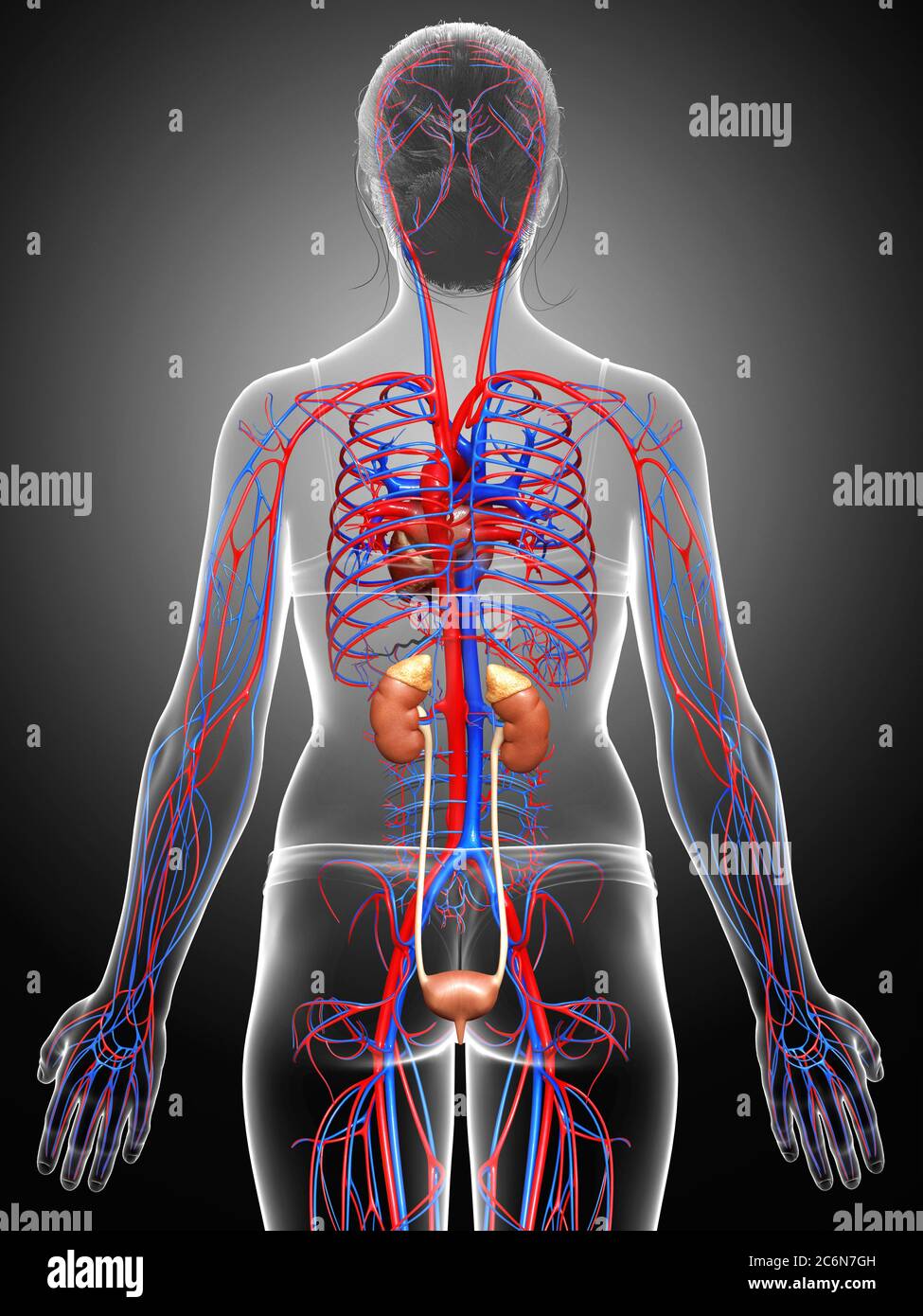 3d rendered, medically accurate illustration of the female kidneys and ...