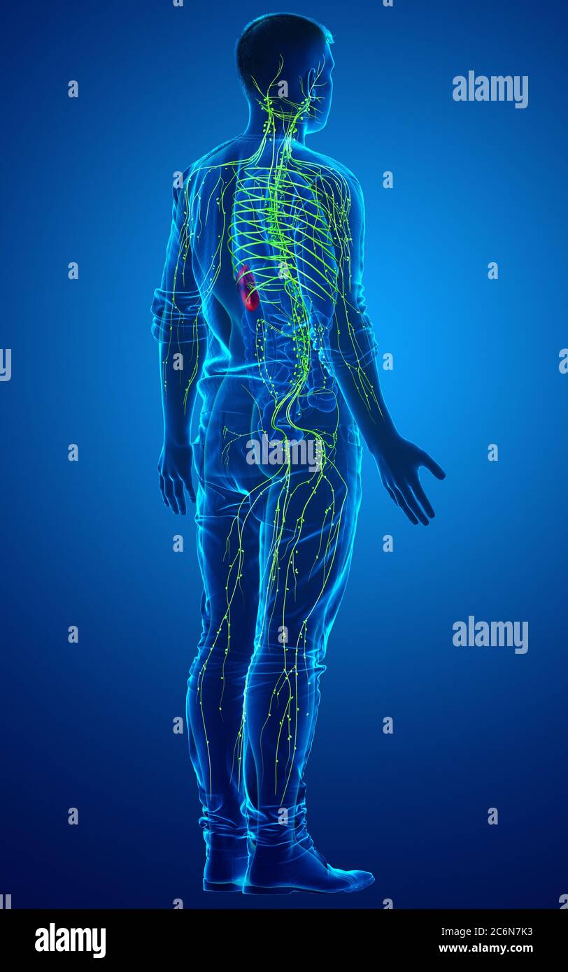 3d rendered medically accurate illustration of a male lymphatic system ...