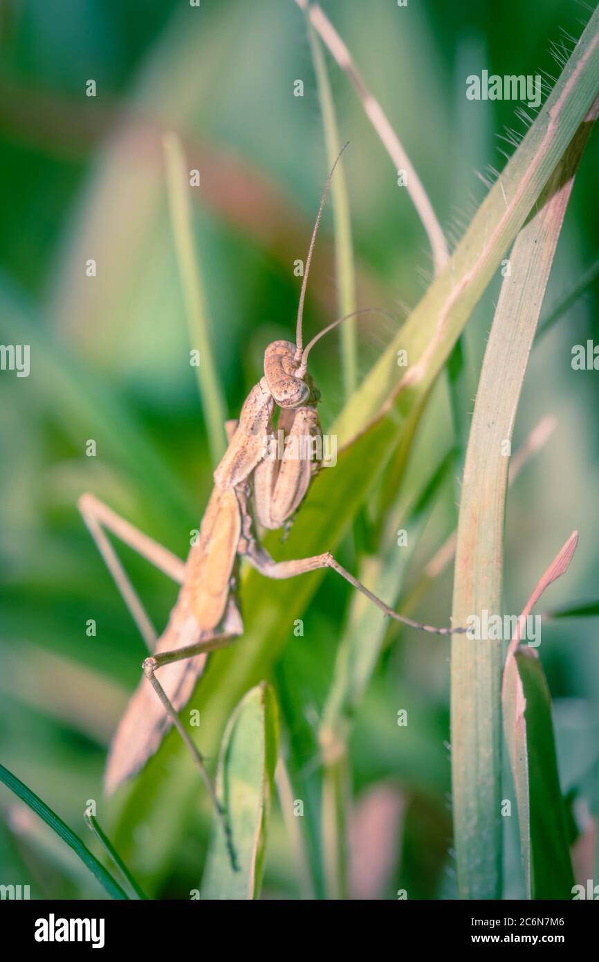 Brown Praying Mantis sitting brown wood bark, Cape Town, South Africa ...