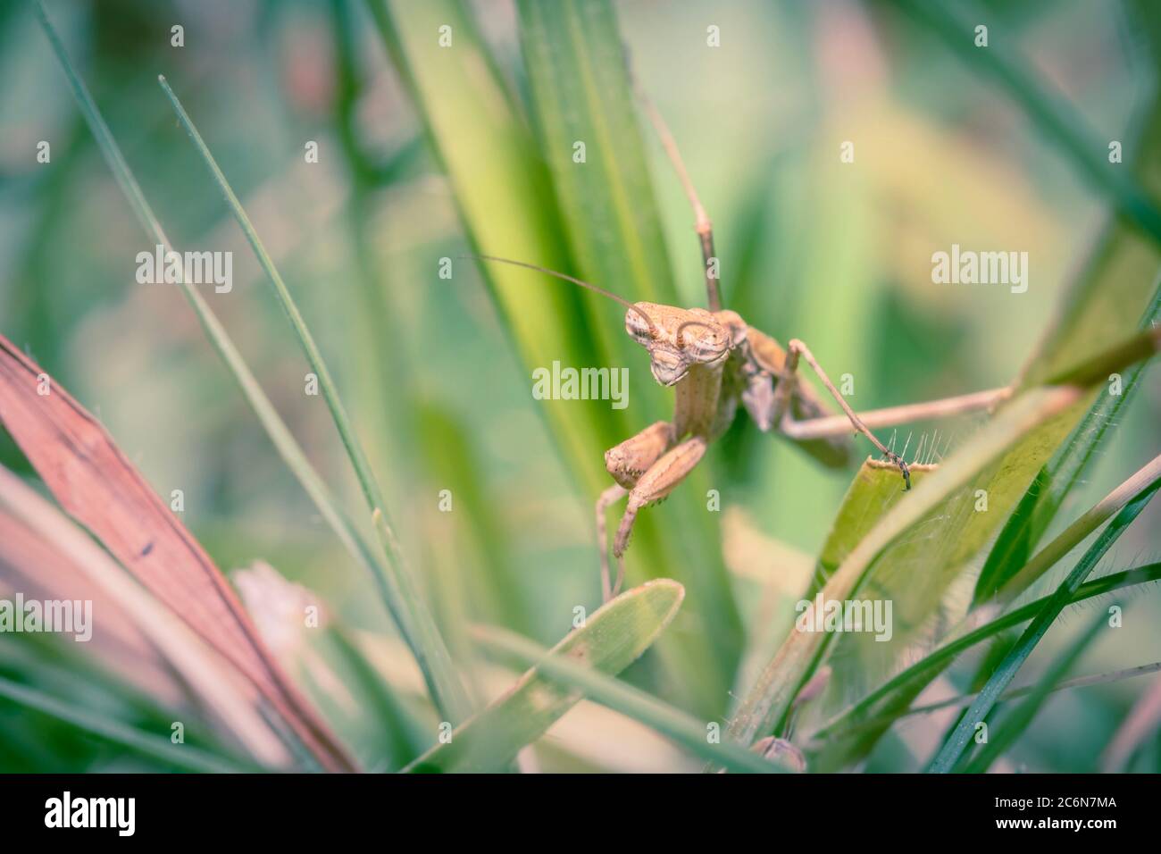 Brown Praying Mantis sitting brown wood bark, Cape Town, South Africa ...