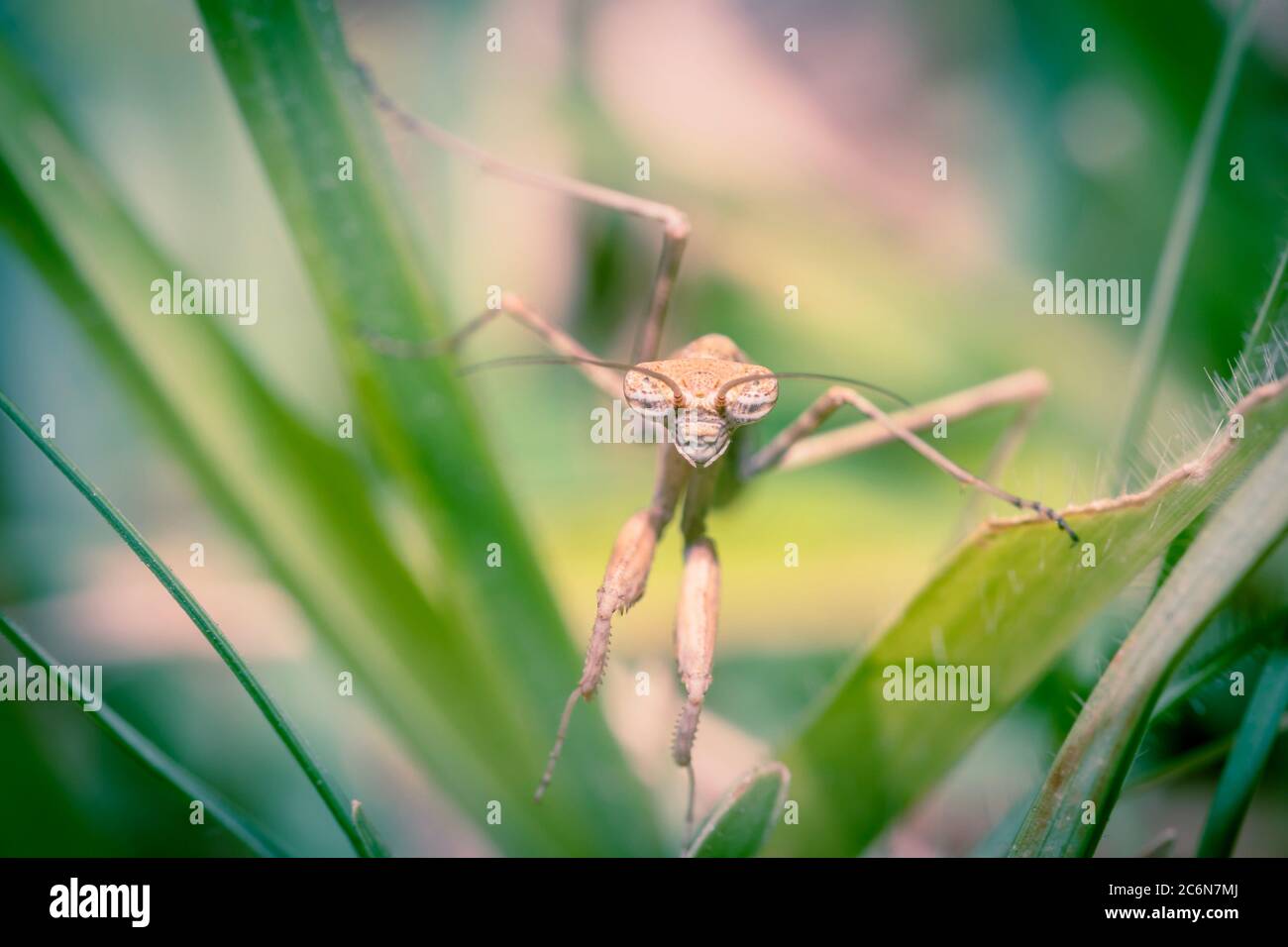 Brown Praying Mantis sitting brown wood bark, Cape Town, South Africa ...