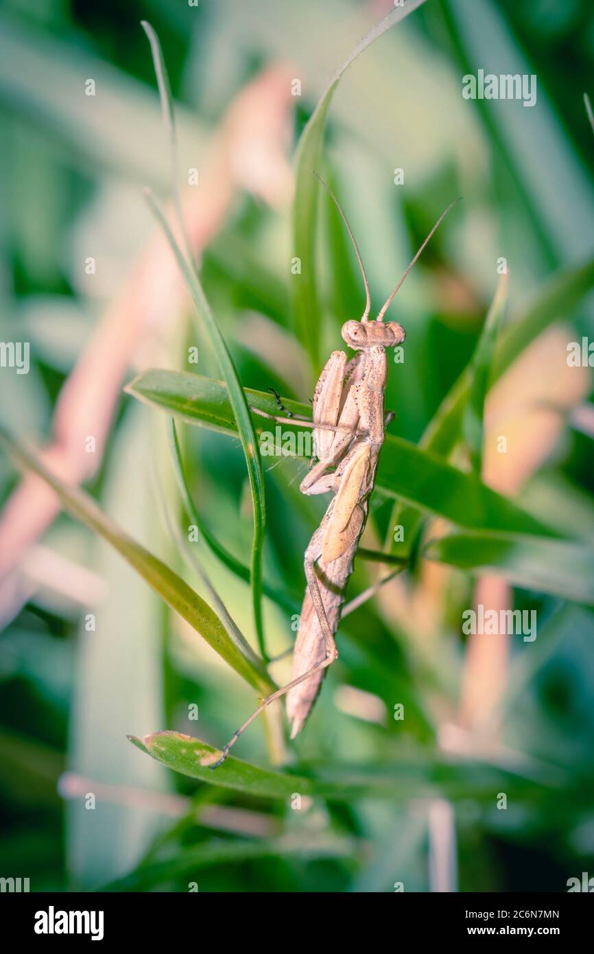 Brown Praying Mantis sitting brown wood bark, Cape Town, South Africa ...