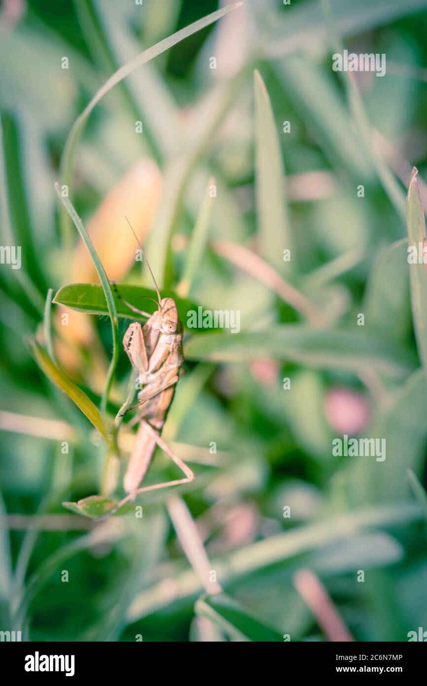 Brown Praying Mantis sitting brown wood bark, Cape Town, South Africa ...