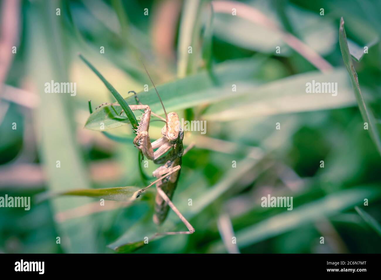 Brown Praying Mantis sitting brown wood bark, Cape Town, South Africa ...