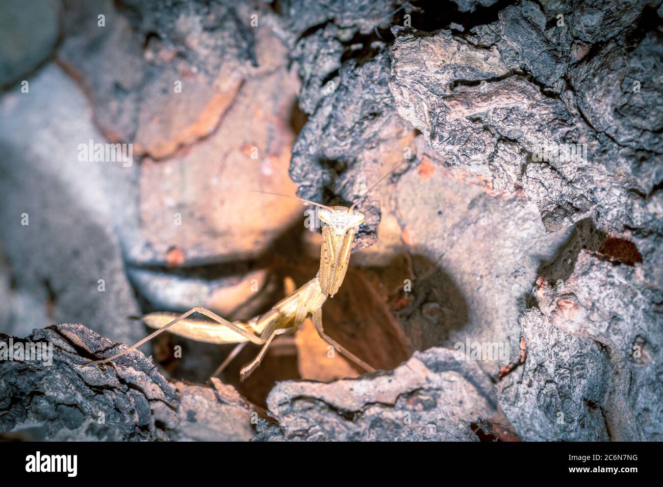 Brown Praying Mantis sitting brown wood bark, Cape Town, South Africa ...