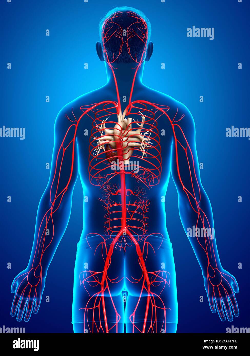 3d rendered medically accurate illustration of male arteries Stock ...