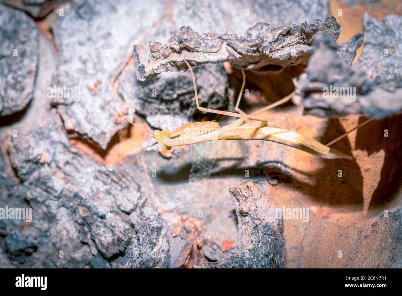 Brown Praying Mantis sitting brown wood bark, Cape Town, South Africa ...